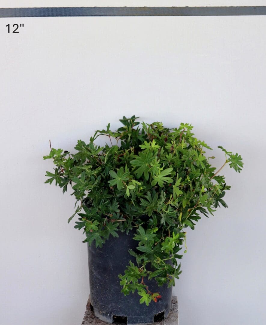 Geranium macrorrhizum ‘Bevan’s Variety’ | Glacier Nursery, LLC