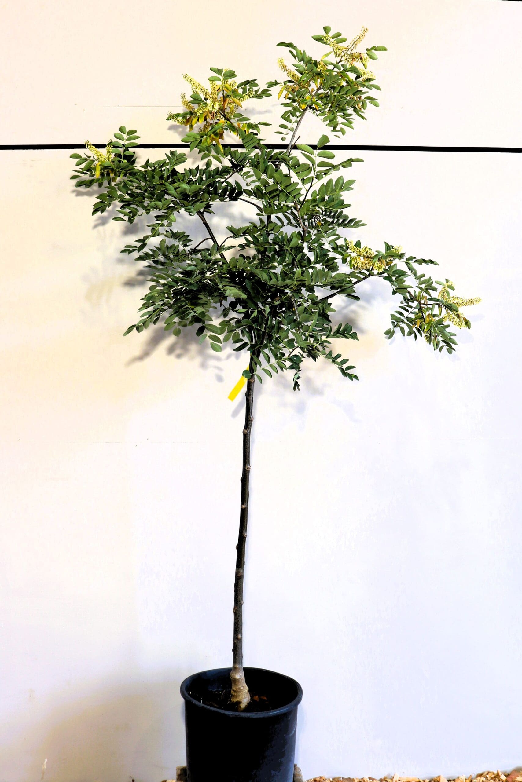 Maackia amurensis 'Summertime' - Glacier Nursery, LLC